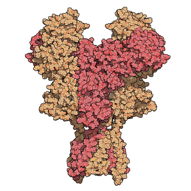 NMDA Receptor Ionotropic Glutamate Receptor. Structure of the Human ...