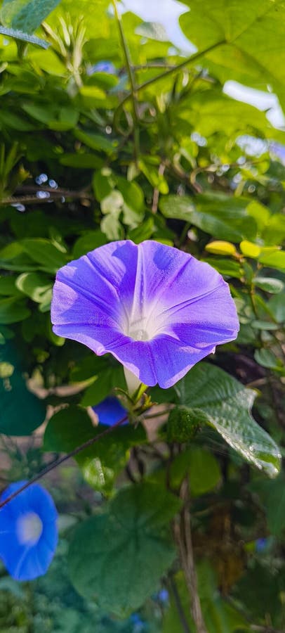 No AI, Original Photo in Nothing 2a Plus, Flower Stock Image - Image of ...