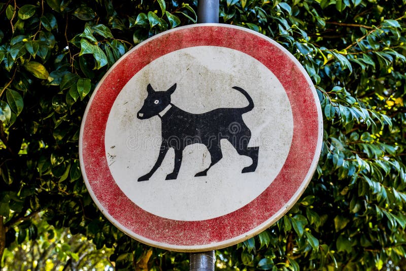 185 Forbidden Cats Stock Photos - Free & Royalty-Free Stock Photos from ...