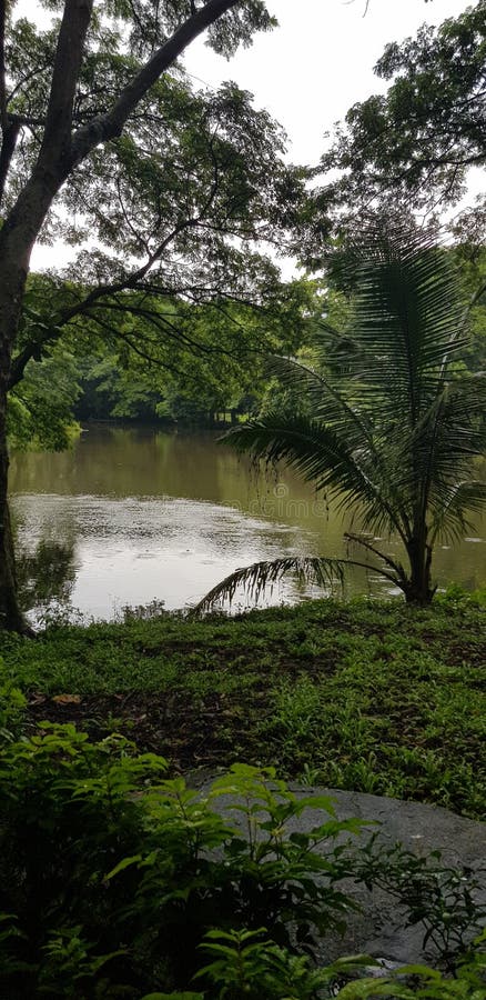 Amazon forest? stock image. Image of forest, dlsud, greenest - 123562769