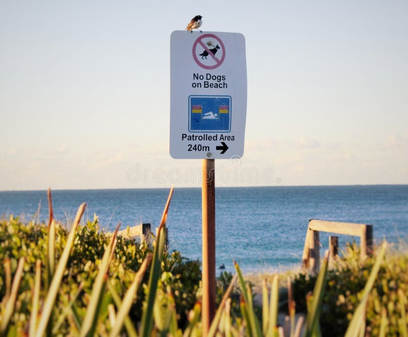 No Dogs Allowed Birds Exempt Stock Photo - Image of allowed, dune: 95719080