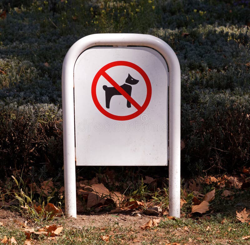 No dogs allowed sign stock photo. Image of area, permitted - 247117376