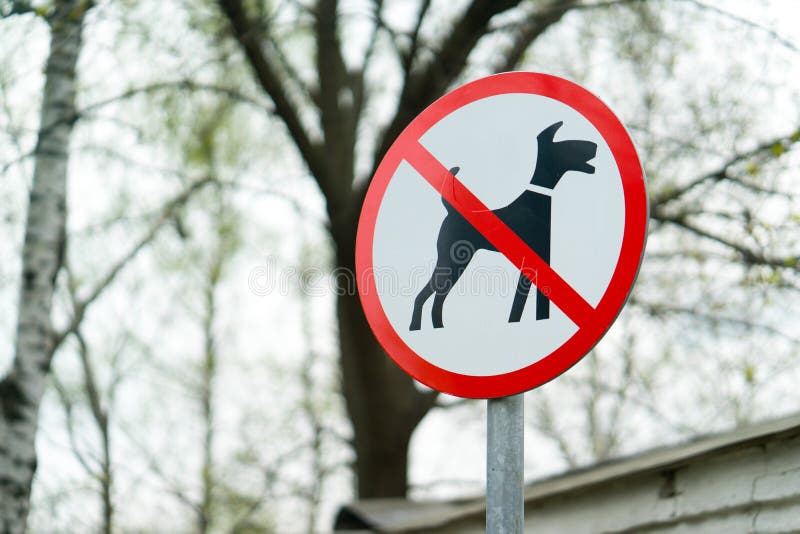 No dogs allowed sign stock photo. Image of attention - 91937288