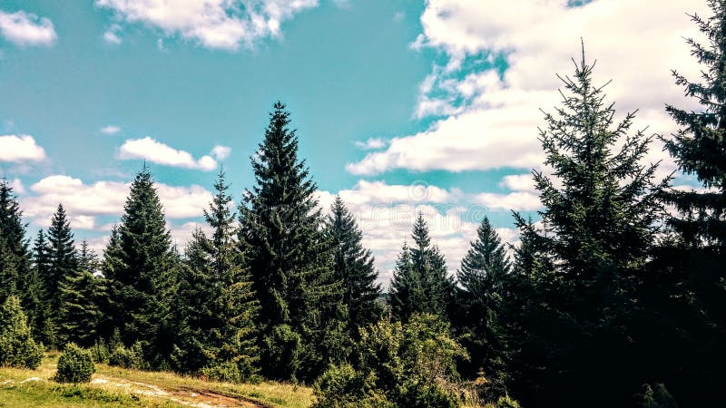 No effect stock image. Image of effect, trees, skies - 78537235