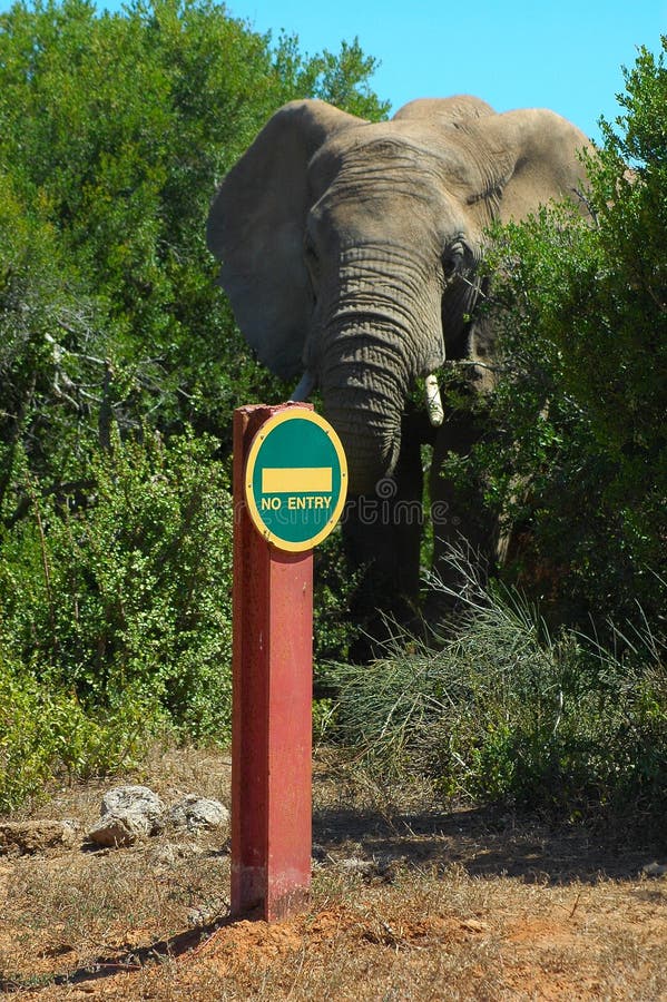 Attention Cows Sign Stock Photos - Free & Royalty-Free Stock Photos ...