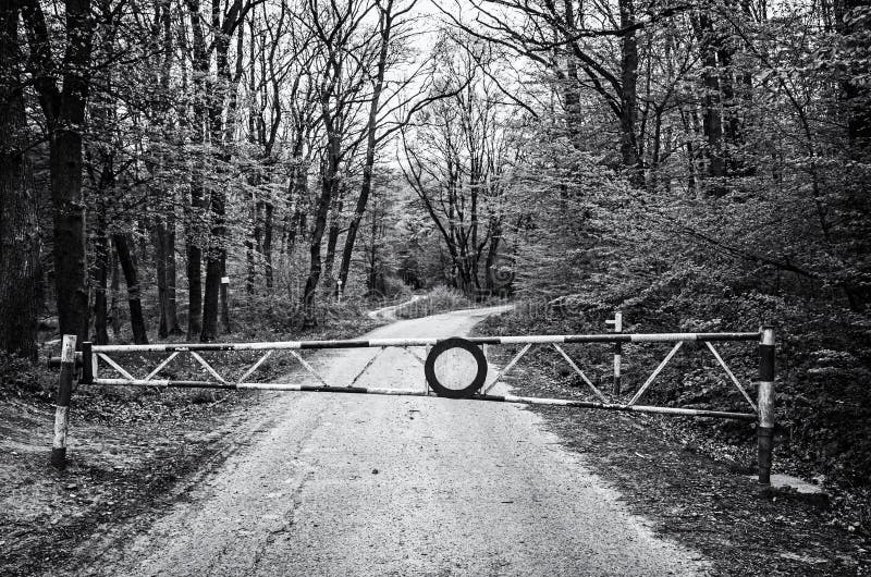 809 Colorless Forest Stock Photos - Free & Royalty-Free Stock Photos ...