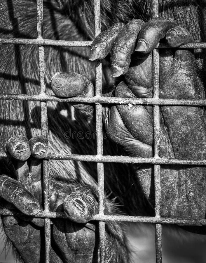 No freedom stock image. Image of freedom, detail, monkey - 129632447