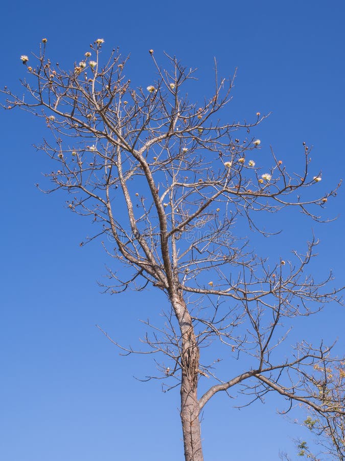 No leaf tree in winter stock photo. Image of blue, view - 48521508