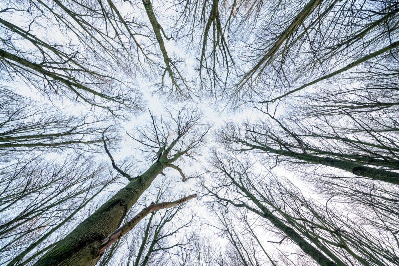 No leaves on the treetops stock image. Image of winter - 135201859