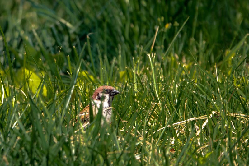 Sparrows in spring stock image. Image of wild, yellow - 181243375