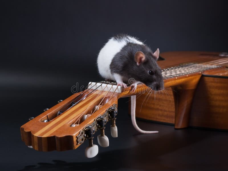 No music stock photo. Image of black, strings, guitar - 9201768