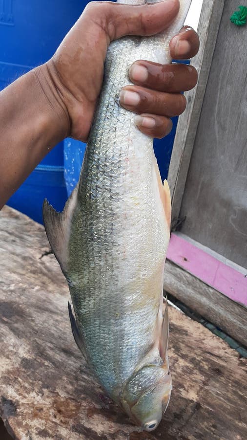 No name fish stock image. Image of clothing, blue, bird - 319651377