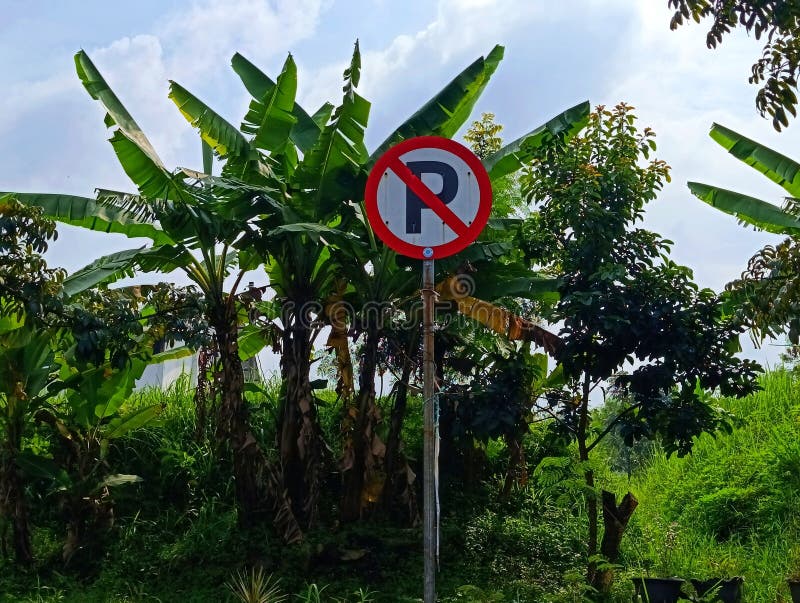 No Parking Sign among Banana Trees Stock Photo - Image of background ...