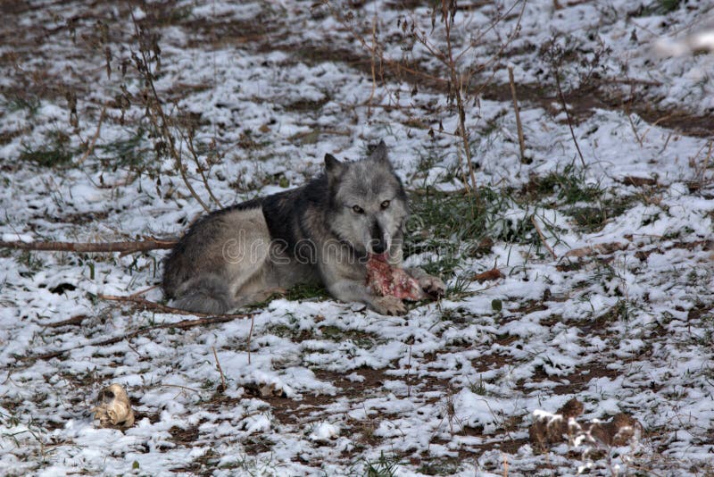 Wolf Eating Sheep