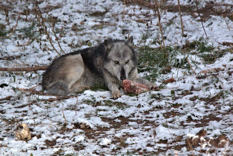 Grey Wolf Eating a Frozen Dinner Stock Photo - Image of predator, eyes ...