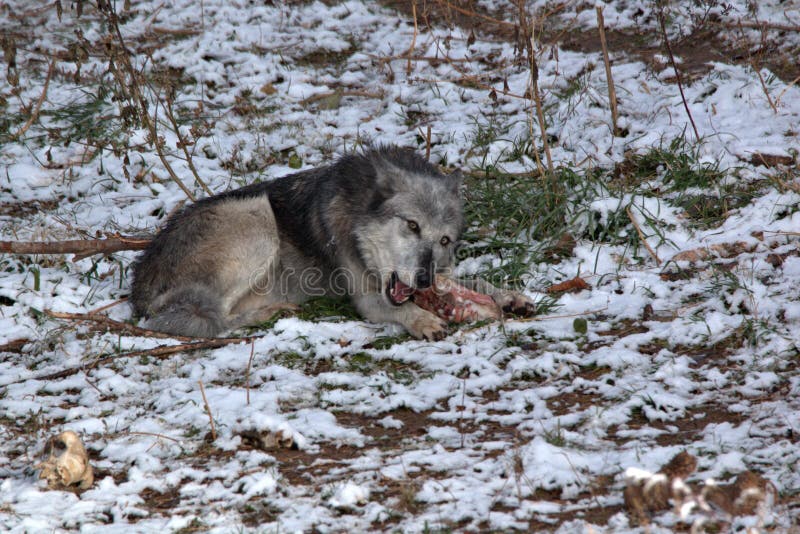 Wolf Eating Sheep
