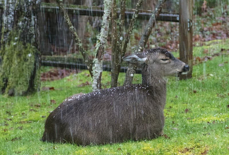No shelter in the storm stock image. Image of storm - 333128555