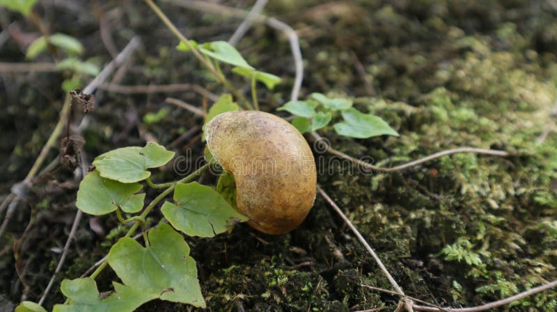 No Snail Anymore and it is Dead, Leaving only an Empty Shell Stock ...