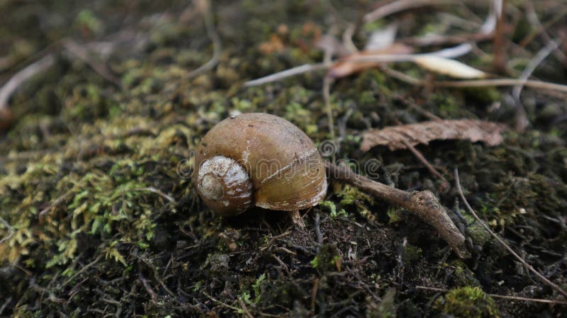 No Snail Anymore and it is Dead, Leaving only an Empty Shell Stock ...