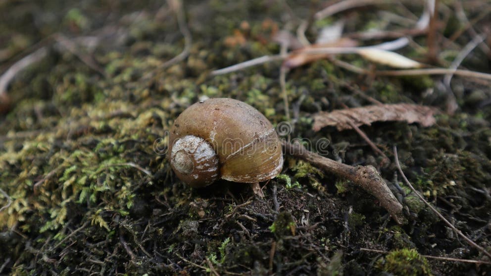No Snail Anymore and it is Dead, Leaving only an Empty Shell Stock ...