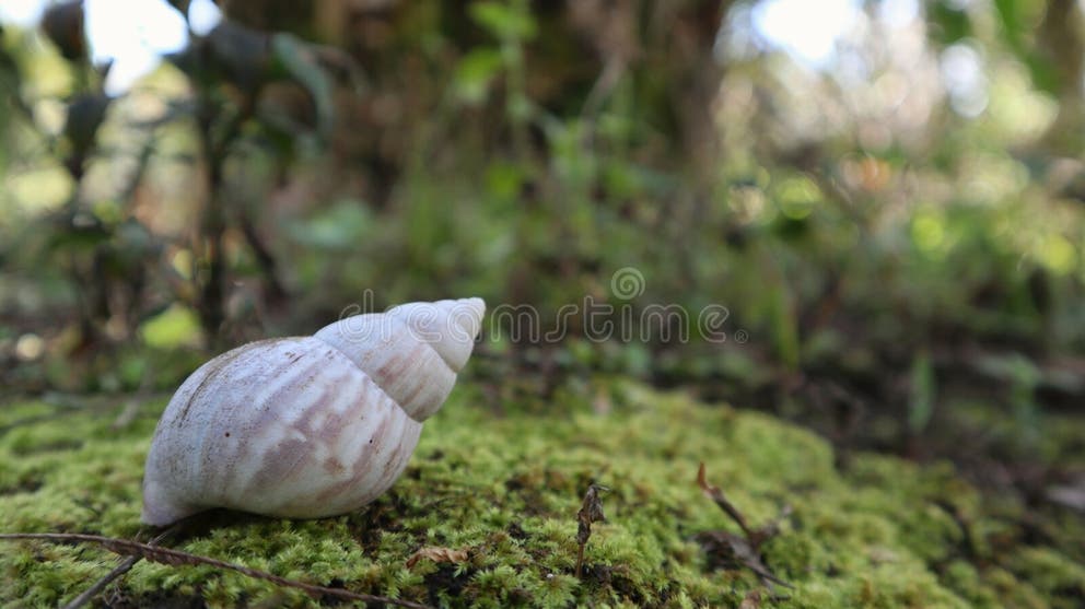 No Snail Anymore and it is Dead, Leaving only an Empty Shell Stock ...