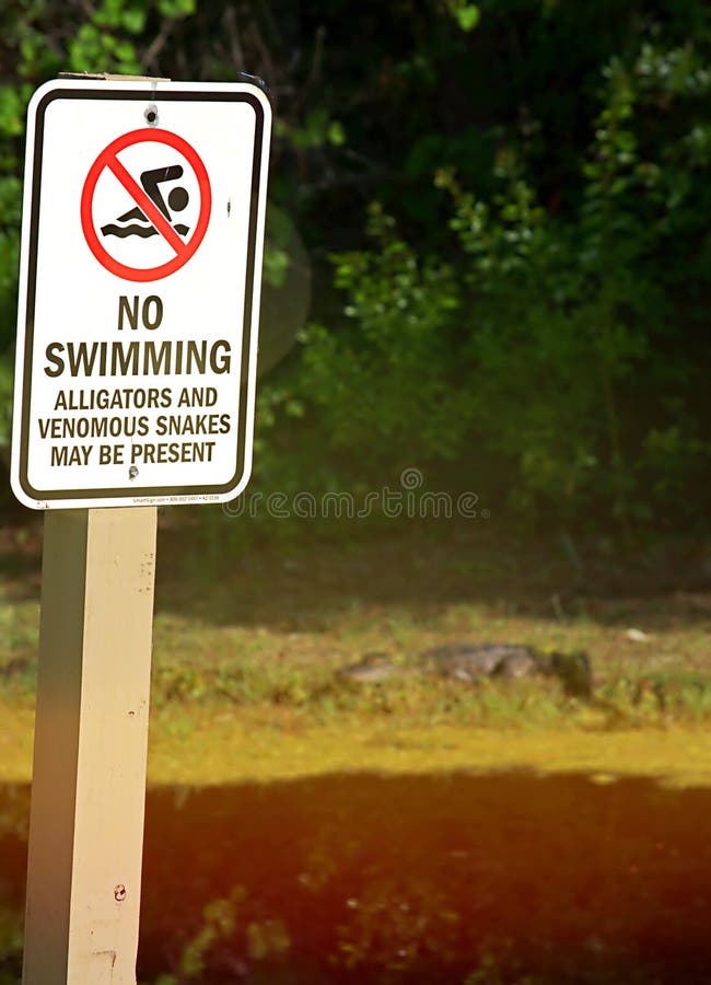 Gator Swim Logo Stock Photos - Free & Royalty-Free Stock Photos from ...