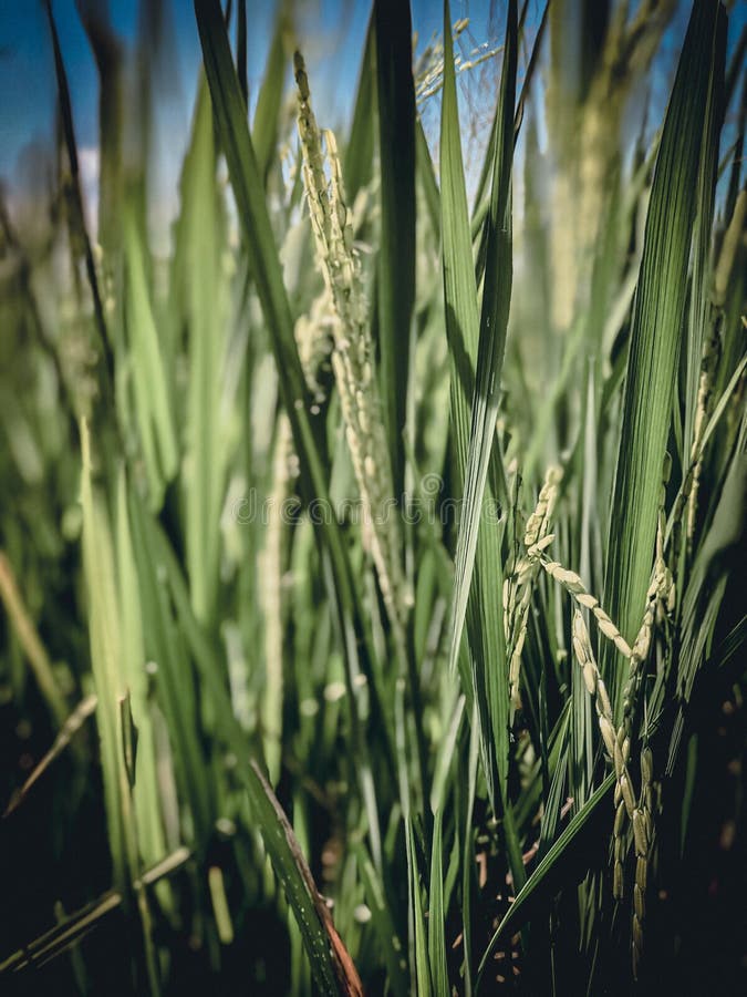 Close Up View of Rice Seeds Plant on the Paddy Green Rice Fields ...