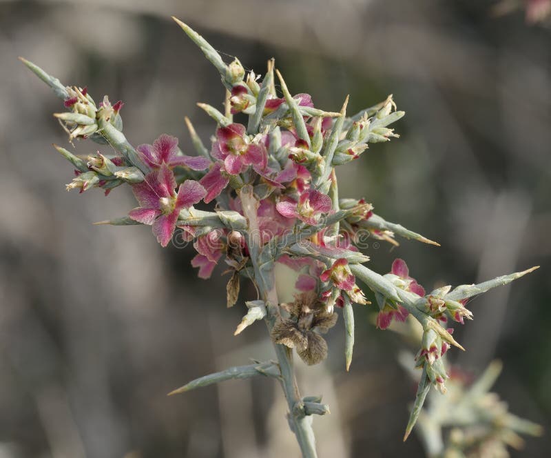 Noaea Mucronata Stock Photos - Free & Royalty-Free Stock Photos from ...