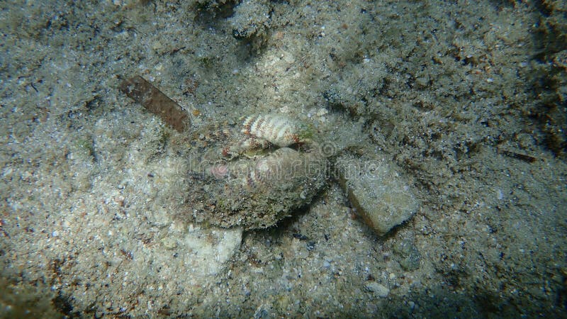 Noahs Arche Shell Oder Noahs Arca Noae Auf Meeresgrund Stockfoto - Bild ...