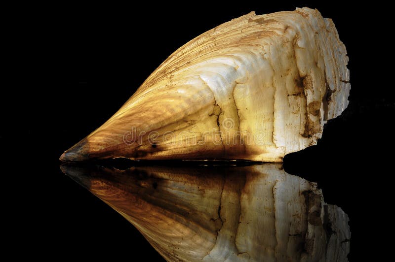 Nobilis Da Barbatana, Gigas Chemnitz Da Barbatana Foto de Stock ...