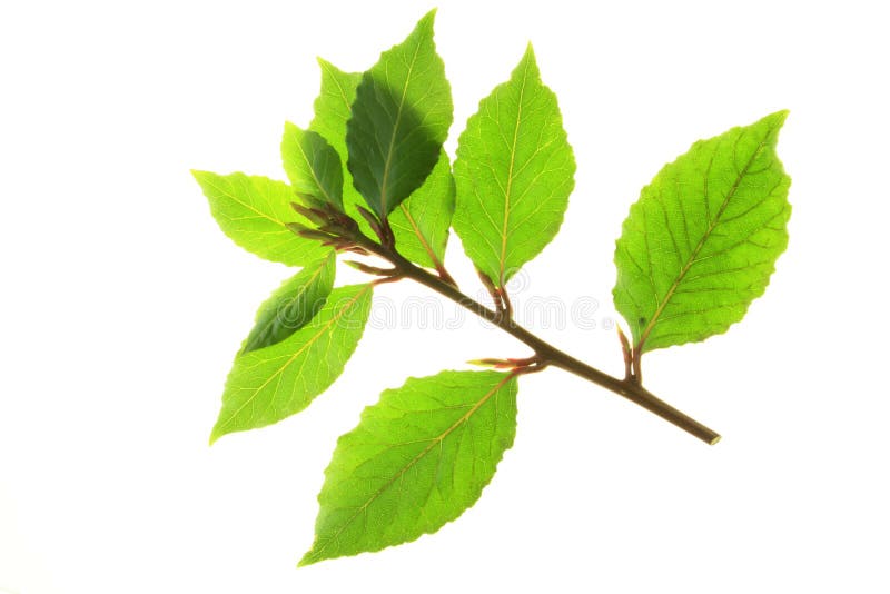 Nobilis do Laurus imagem de stock. Imagem de cozinheiro - 23934415