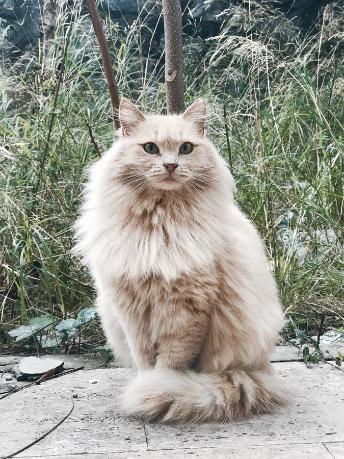 Noble Cat stock image. Image of noble, kitty, cute, perfect - 83451809