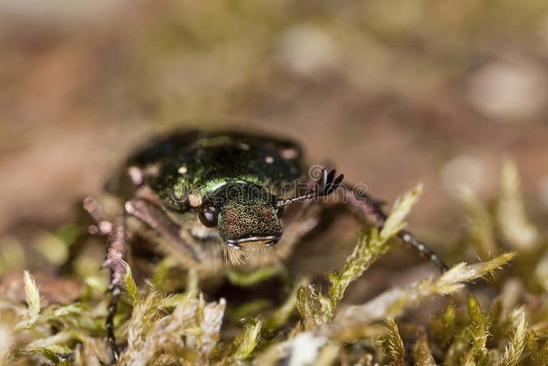 Noble Chafer (Gnosimus Nobilis) Stock Image - Image of detail, chafer ...
