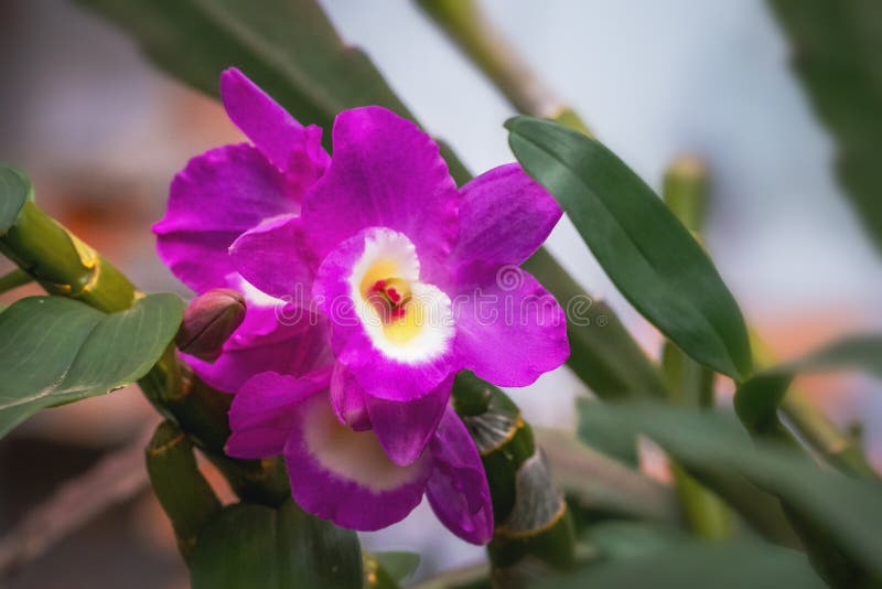 Noble Dendrobium Orchid Flower Stock Photo - Image of foliage, fragrant ...