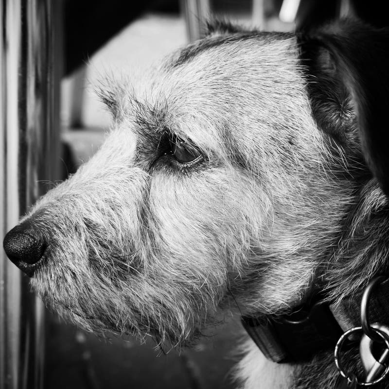 Noble hound stock image. Image of eyes, wirehaired, noble - 117674813