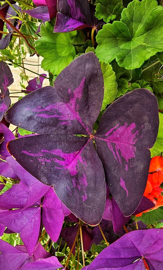 Noble Purple Clover in a Long Pot on a Terrace Stock Photo - Image of ...