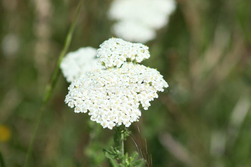 Noble Yarrow in Bloom Closeup View with Selective Focus Background ...