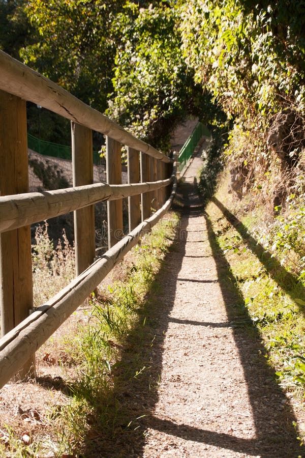 Pathway through Spanish Moss, Savannah National Wildlife Refuge Stock ...