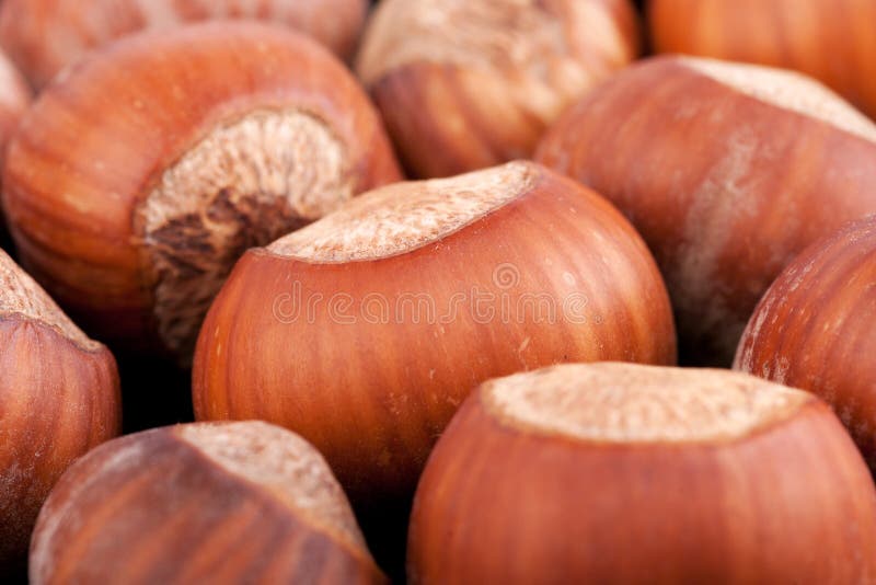 Nocciole immagine stock. Immagine di frutte, fresco, nocciola - 18237423