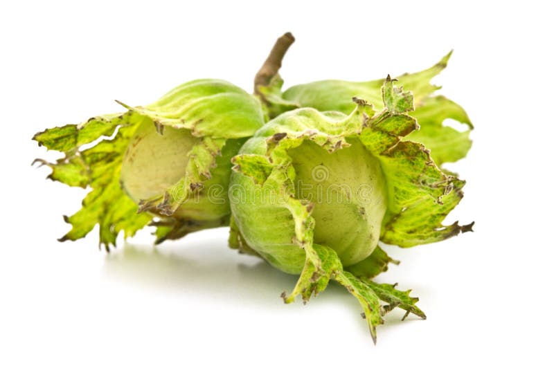 Nocciole fresche immagine stock. Immagine di pila, pannocchia - 10800477
