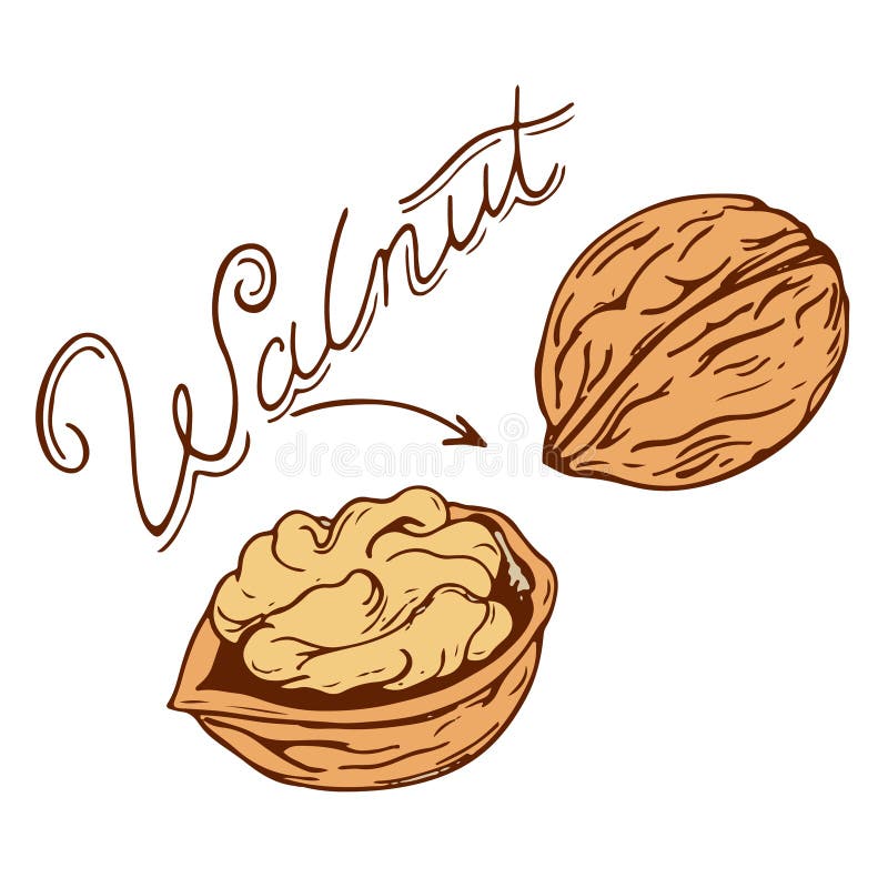 Noci della noce illustrazione vettoriale. Illustrazione di disegno ...