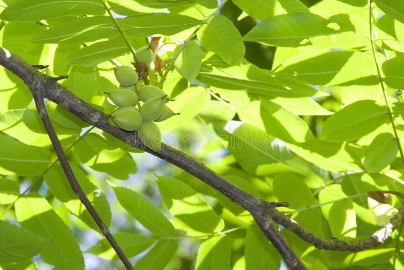 Noce immagine stock. Immagine di guscio, verde, nessuno - 15624649