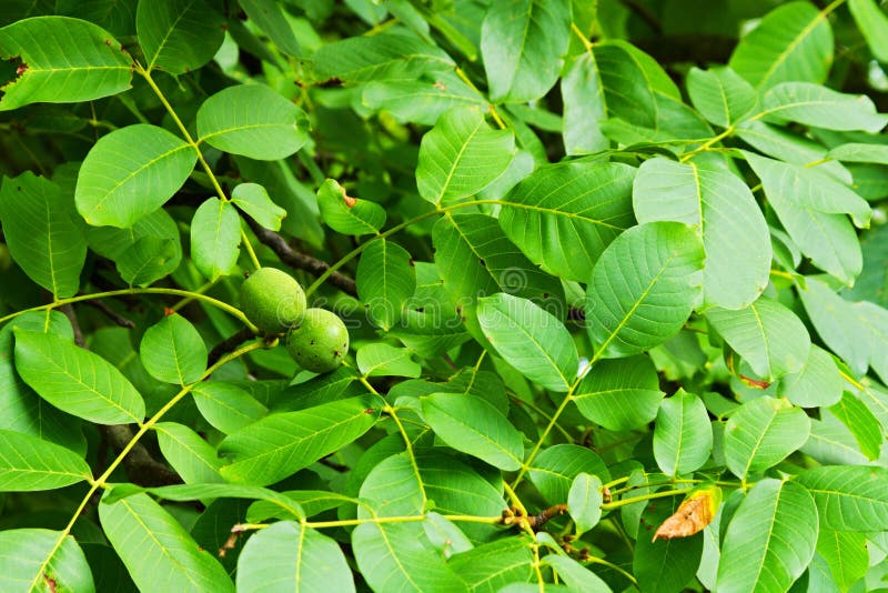 Noce immagine stock. Immagine di verde, giardino, piante - 57632697