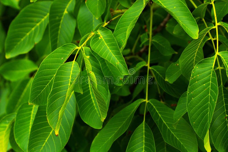 Noce immagine stock. Immagine di verde, giardino, piante - 57632697