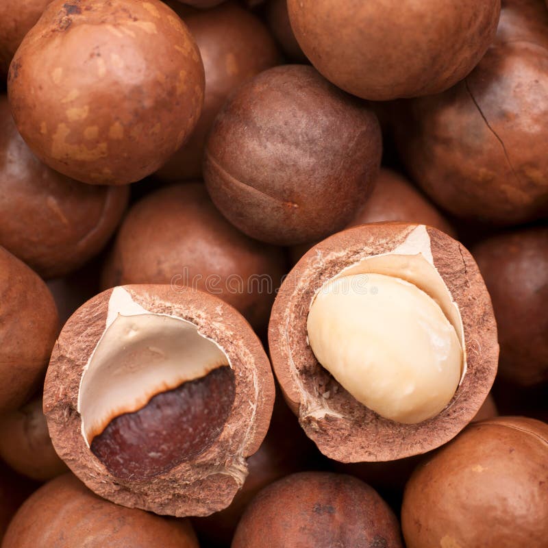 Alberi Di Noce Di Macadamia Fotografia Stock - Immagine di coperture ...