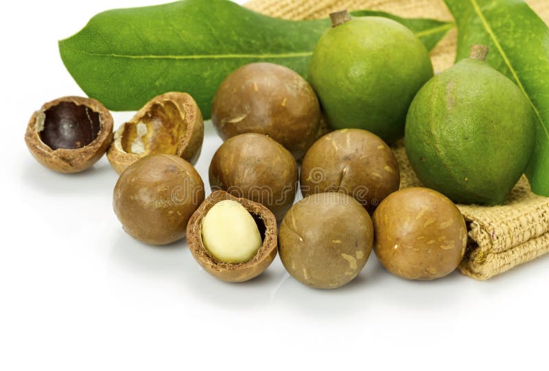 Noce Di Macadamia in Buccia Fotografia Stock - Immagine di organico ...