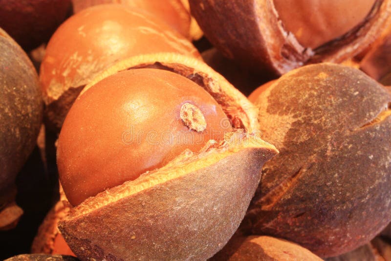 Fiore Della Noce Di Macadamia Fotografia Stock - Immagine di fiore ...