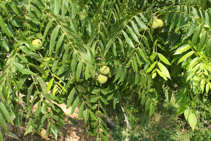 Noce nera della frutta immagine stock. Immagine di nessuno - 10312873