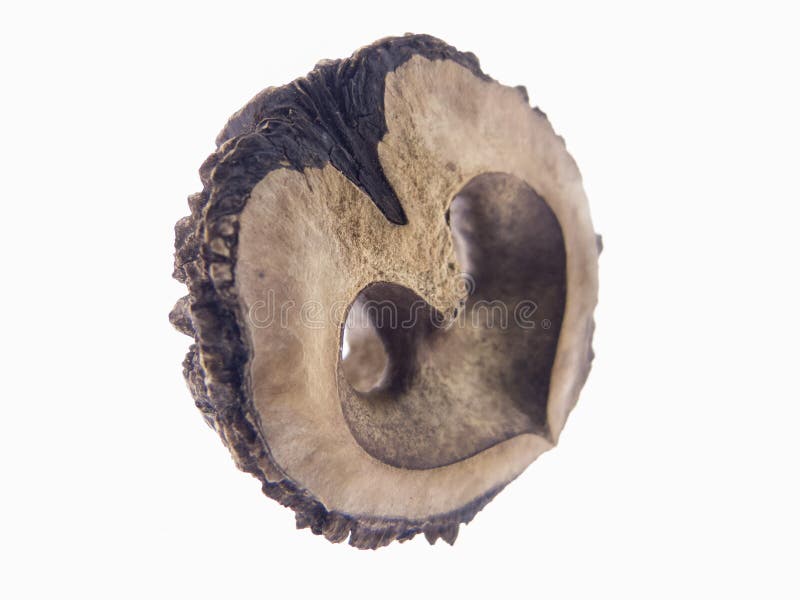 Noce Nera, Juglans Nigra Della Frutta Immagine Stock - Immagine di ...