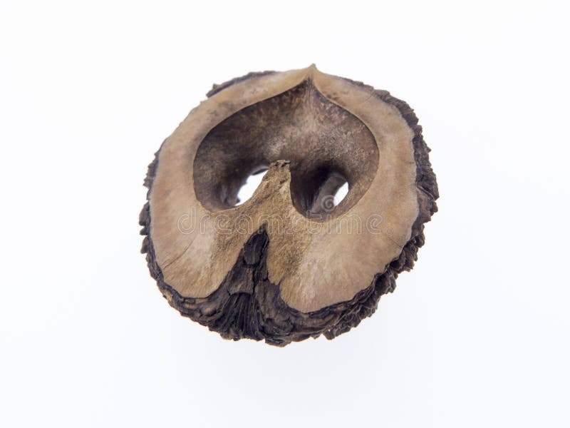 Noce Nera, Juglans Nigra Della Frutta Immagine Stock - Immagine di nord ...
